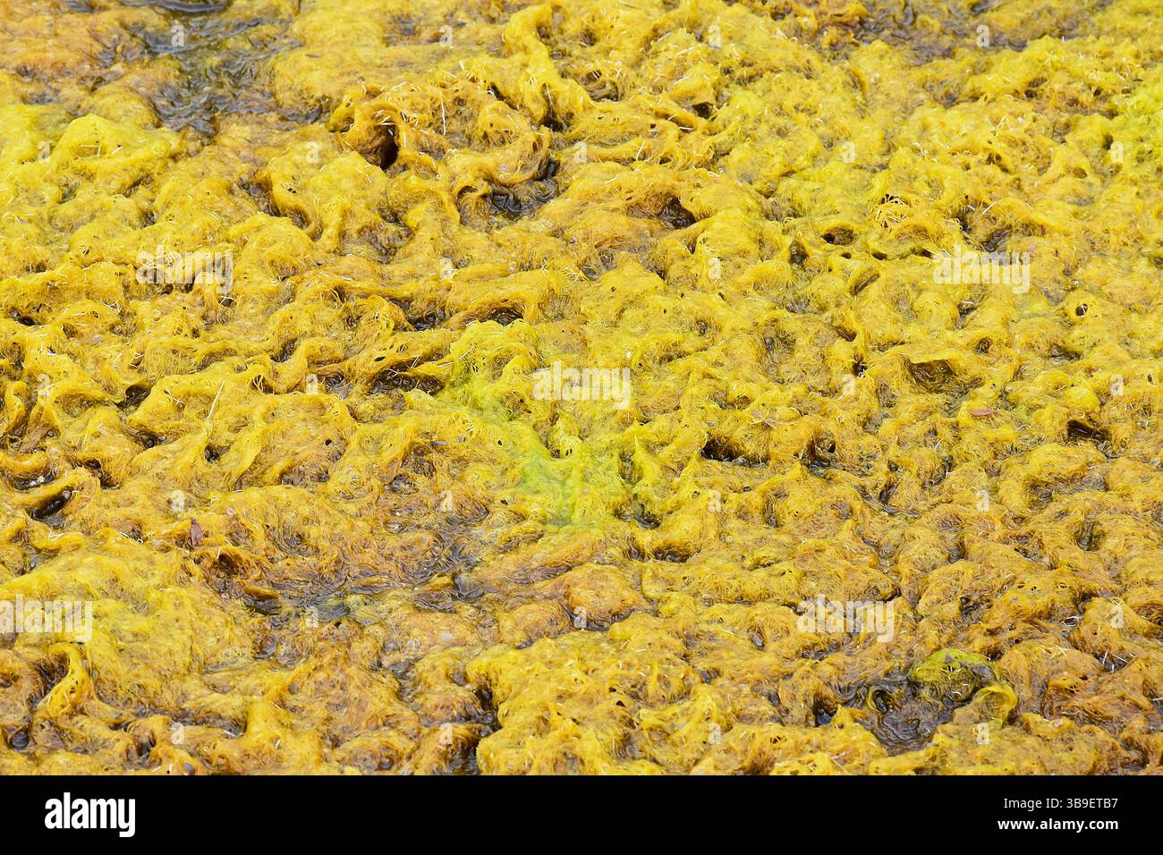 Carpet of algae Stock Photo - Alamy