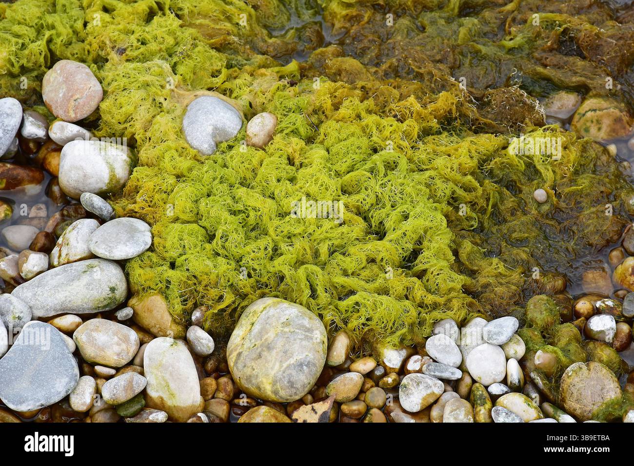 Thread algae between pebbles on the Isar river Stock Photo - Alamy