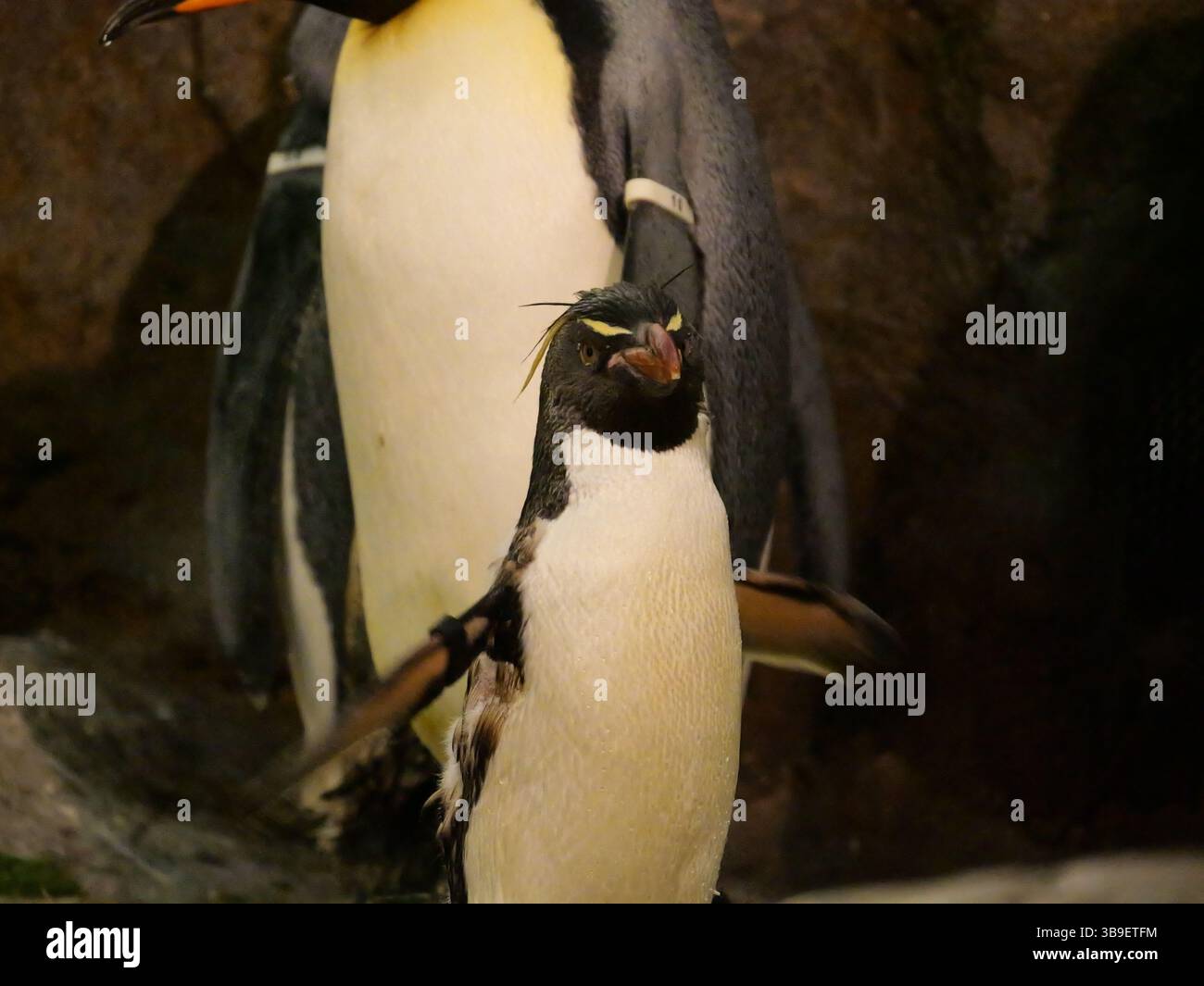 St. Louis, Missouri - May 4, 2025: Saint Louis Zoo - Top Free Zoo in ...