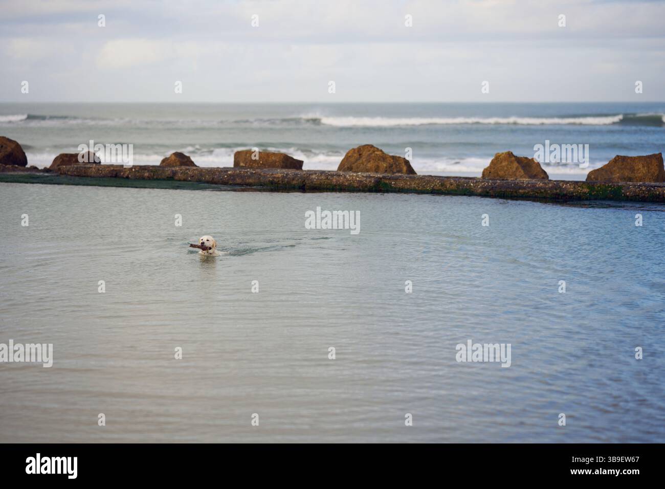 Labrador swimming in a natural pool Stock Photo - Alamy