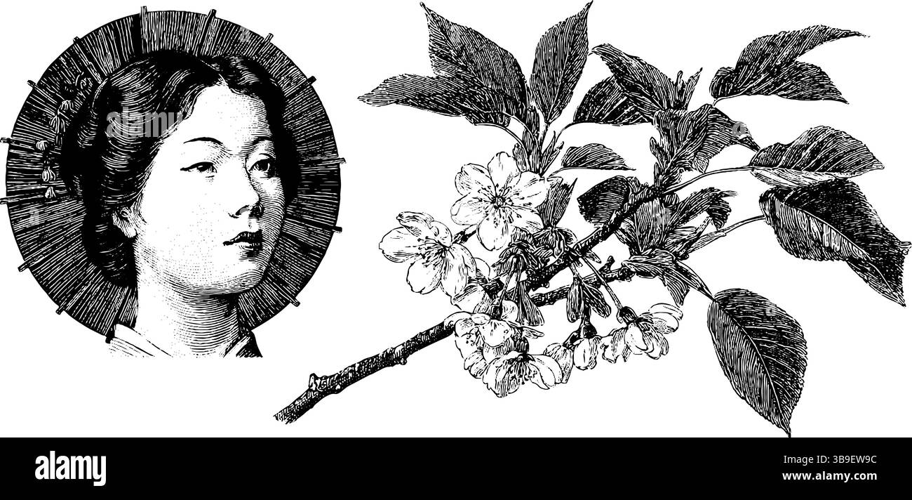 Traditional japanese bride and sakura branch engraving illustration for ...