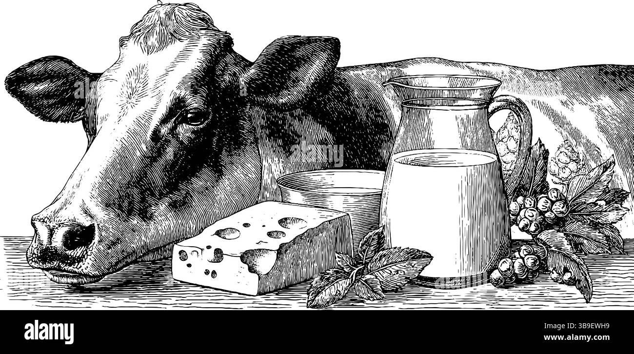 Engraved illustration of cow with milk and cheese display for dairy ...