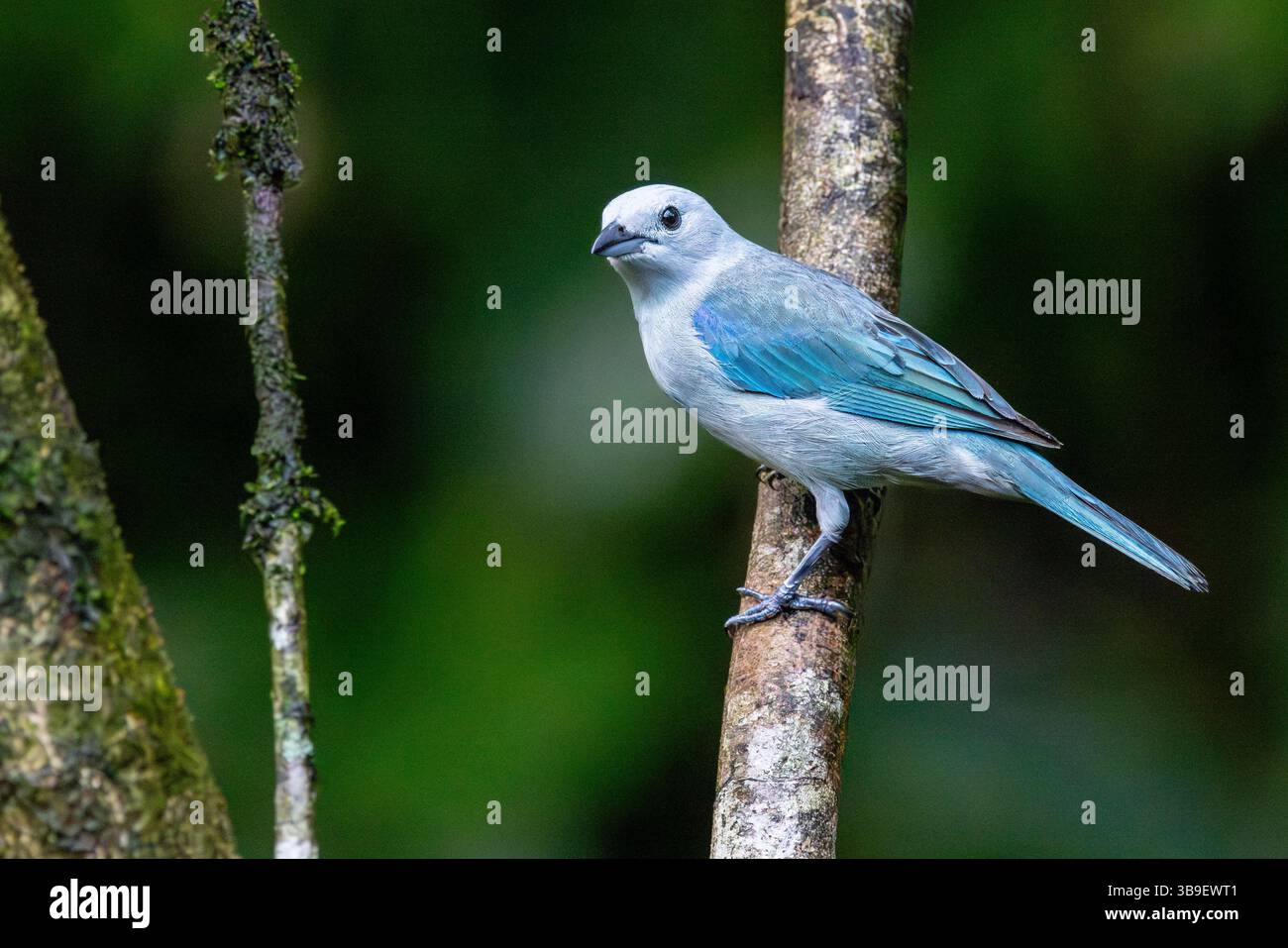 Blue underpats hi-res stock photography and images - Alamy