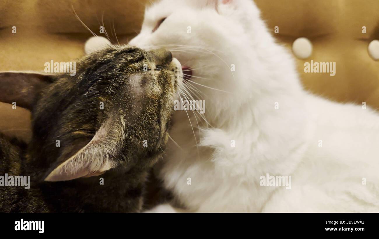 Beautiful domestic cats licking each other with tongues at home. Cute ...