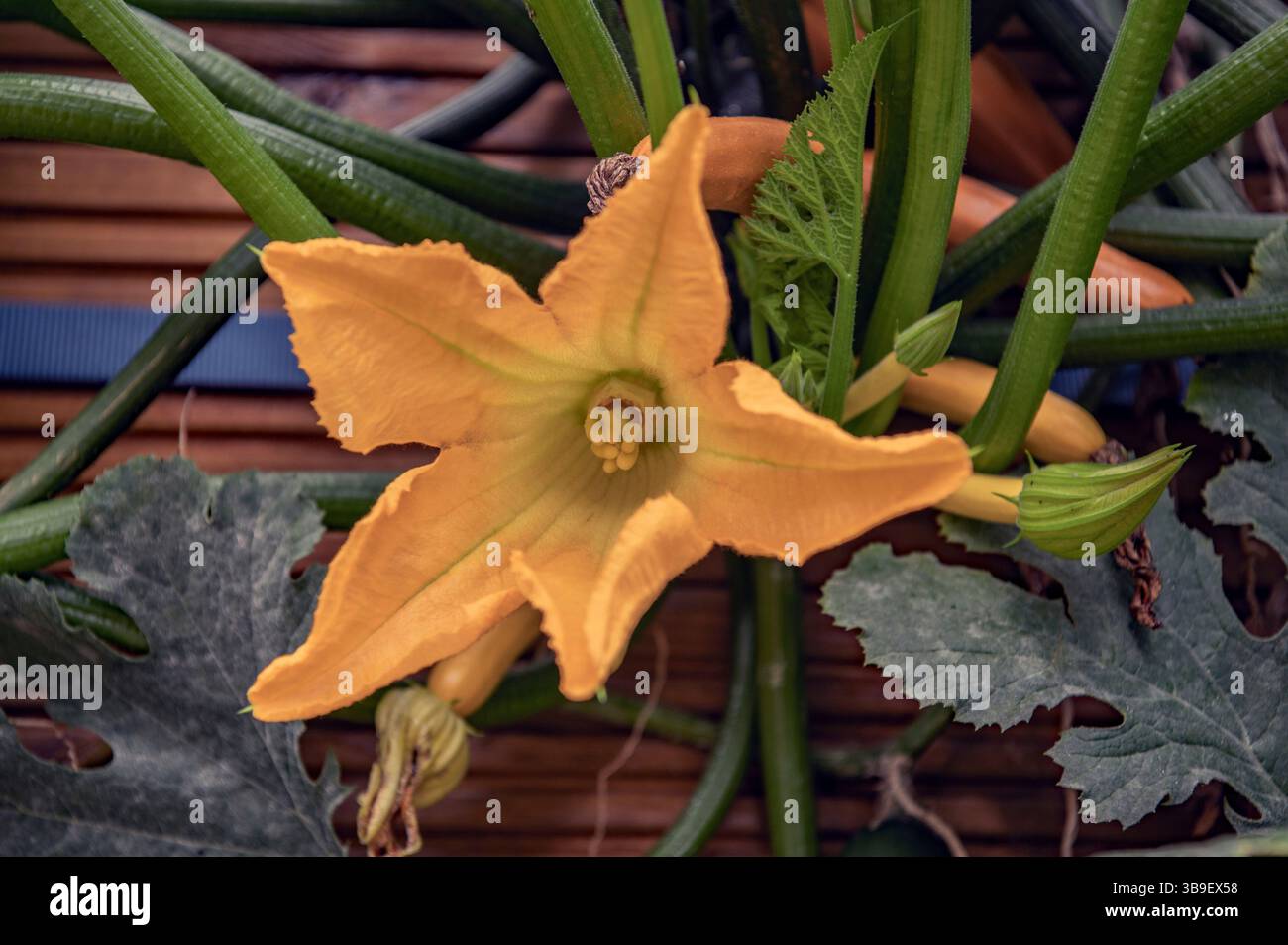 Male flower of a courgette plant Stock Photo - Alamy