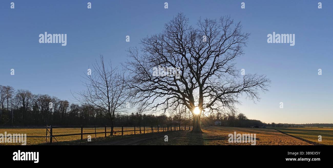 Panorama of an oak tree against the light Stock Photo - Alamy