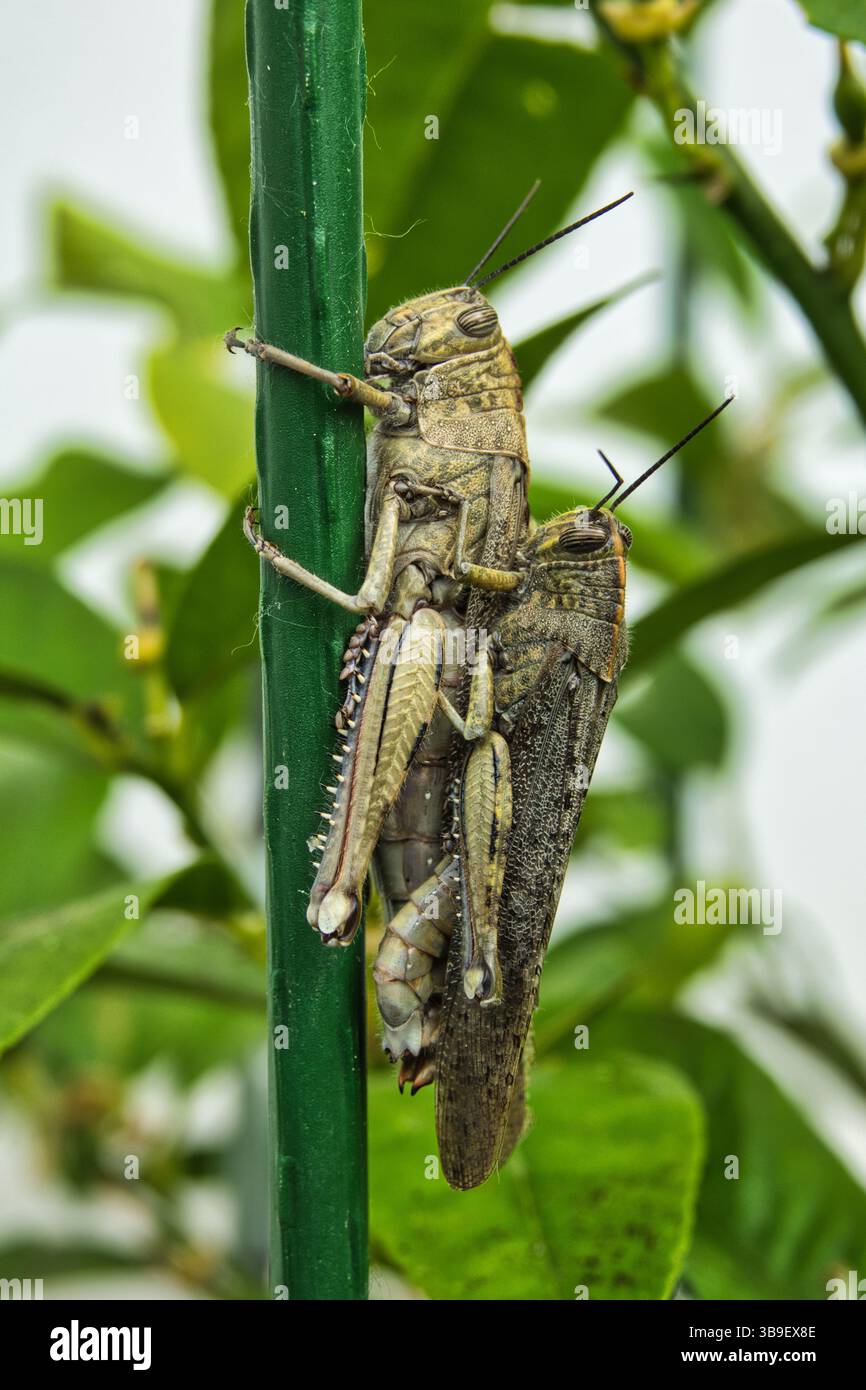 Two grasshoppers engaged in mating behavior during springtime Stock ...