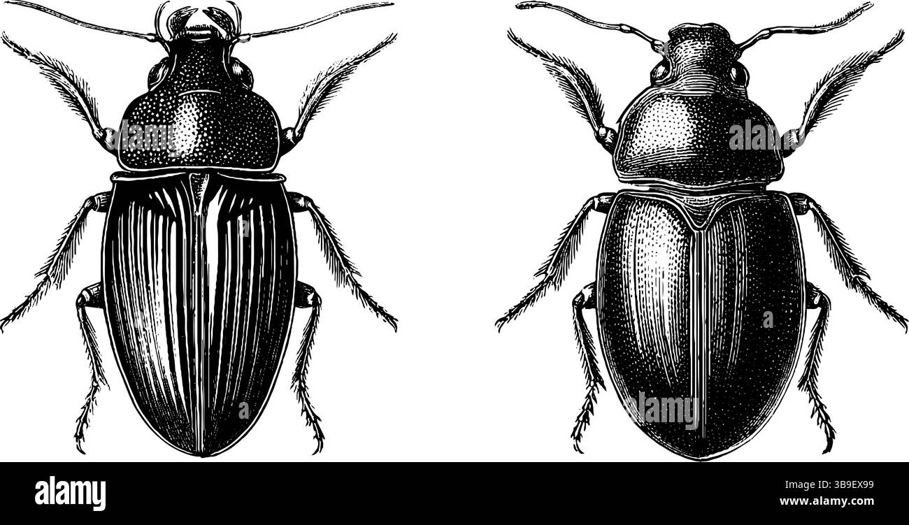 Vintage engraved illustration of bombardier beetle set for natural ...