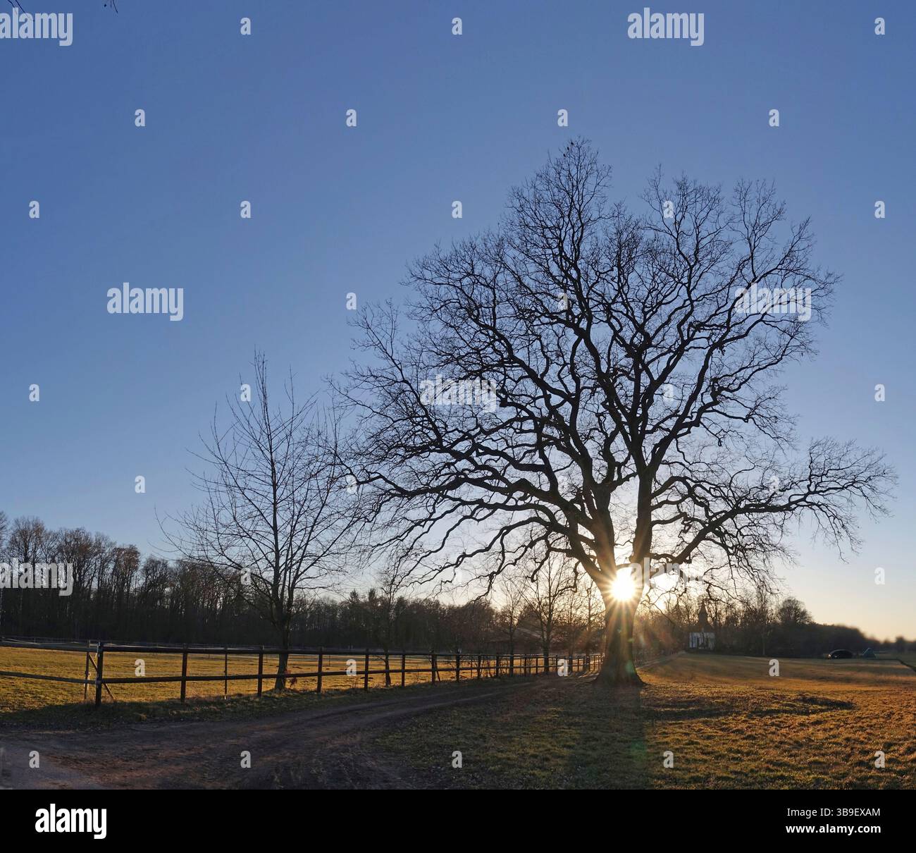 Panorama of an oak tree against the light Stock Photo - Alamy