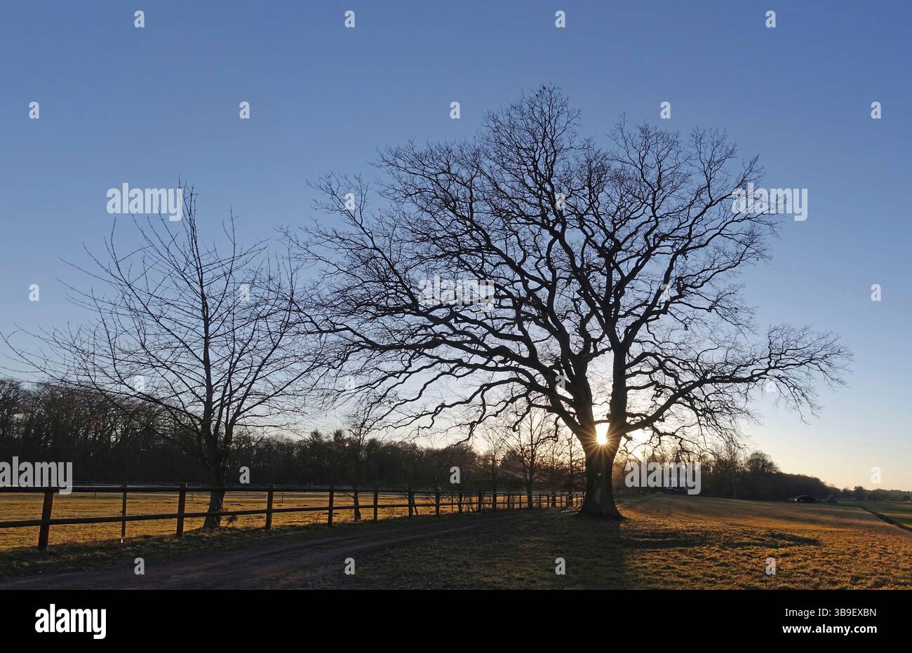 Panorama of an oak tree against the light Stock Photo - Alamy