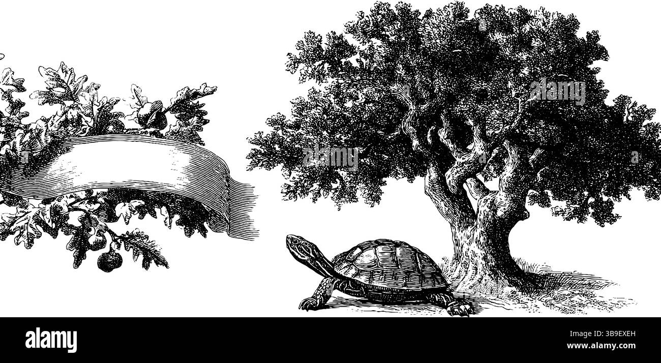 Vintage engraving of plum tree and tortoise with oak leaves banner ...