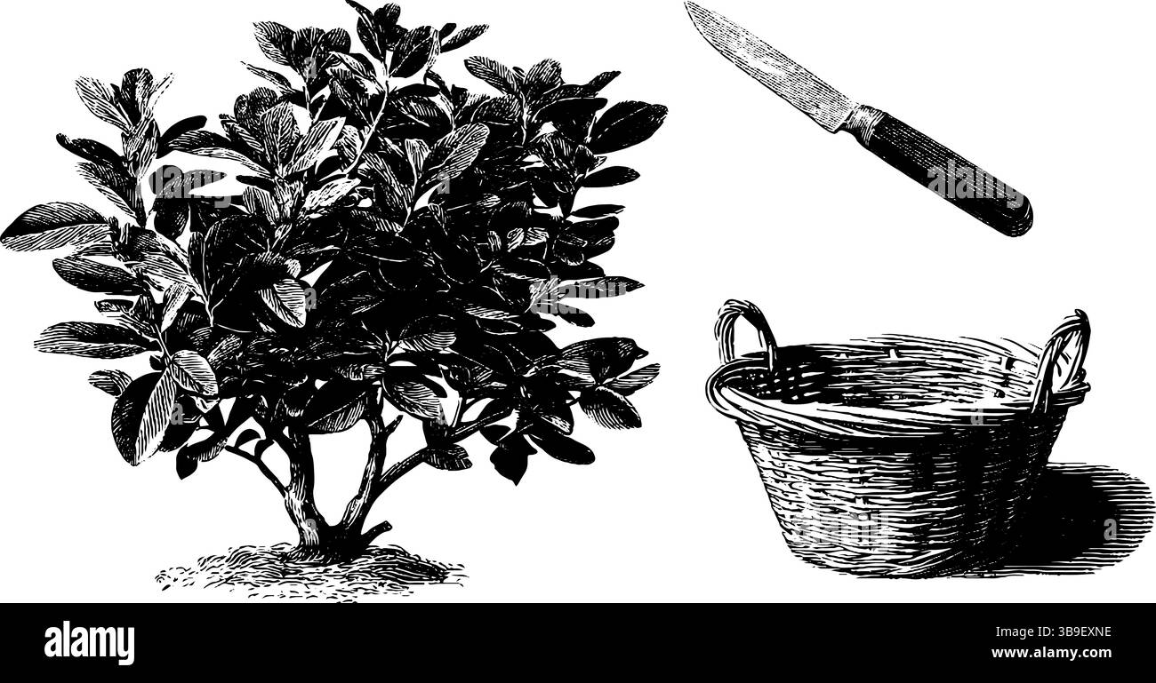 Engraved Botanical Illustration Set Featuring Fig Tree And Pruning Tools For Garden Design Stock