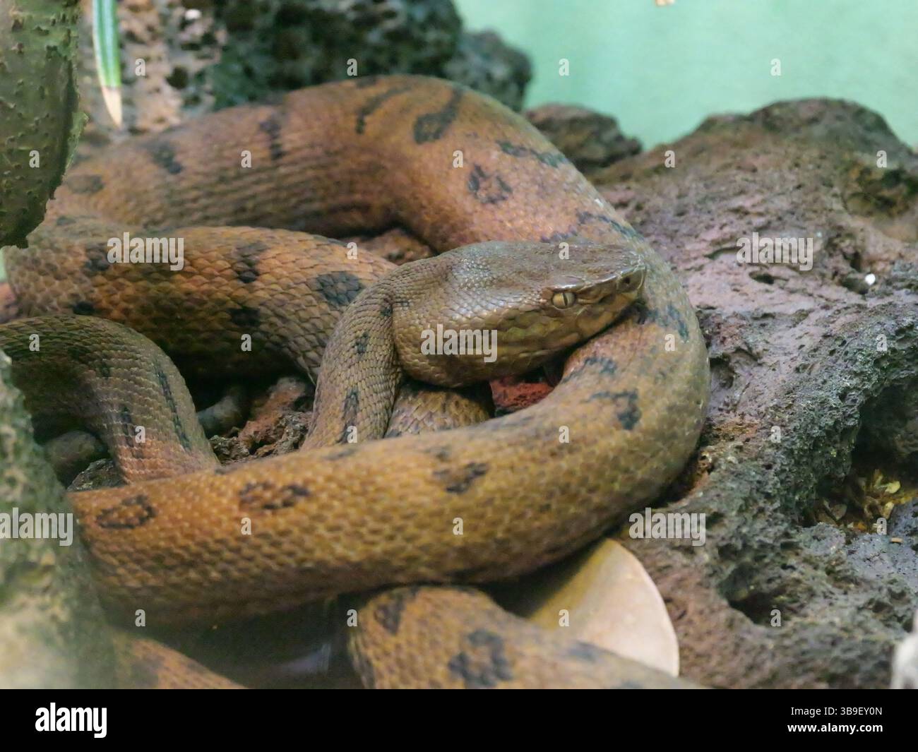 St. Louis, Missouri - May 4, 2025: Saint Louis Zoo - Top Free Zoo in ...