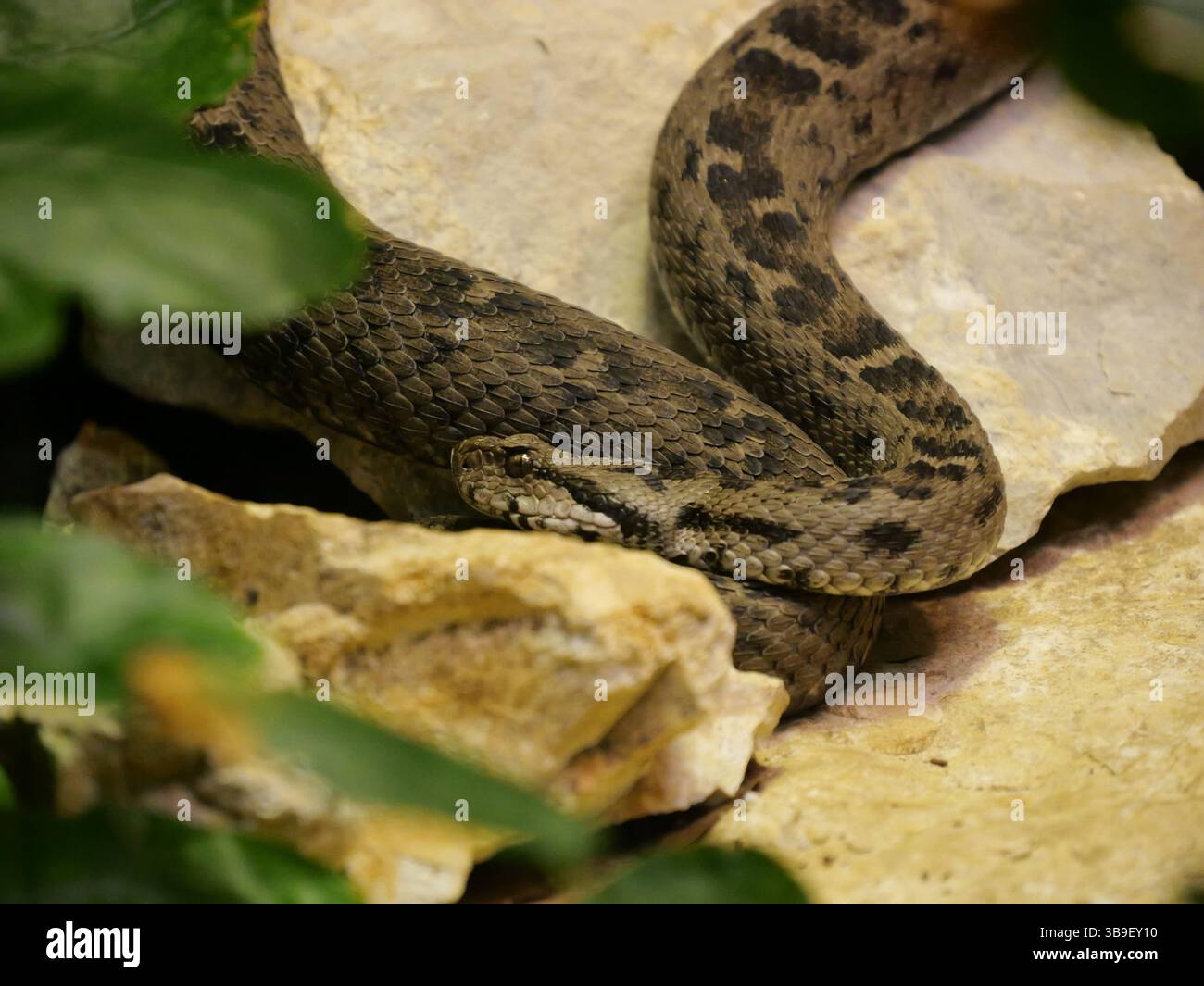 St. Louis, Missouri - May 4, 2025: Saint Louis Zoo - Top Free Zoo in ...