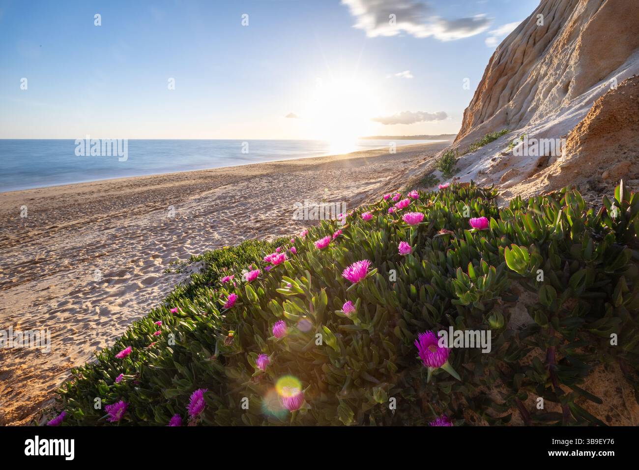 Warm sunset in a landscape of purple flowers - Carpobrotus ...