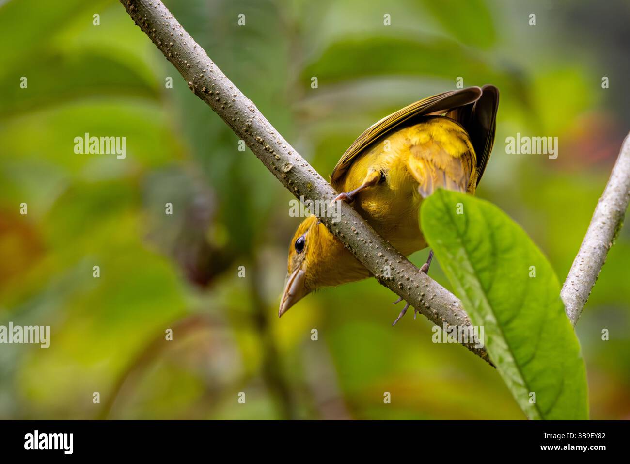 Female summer tanager hi-res stock photography and images - Alamy