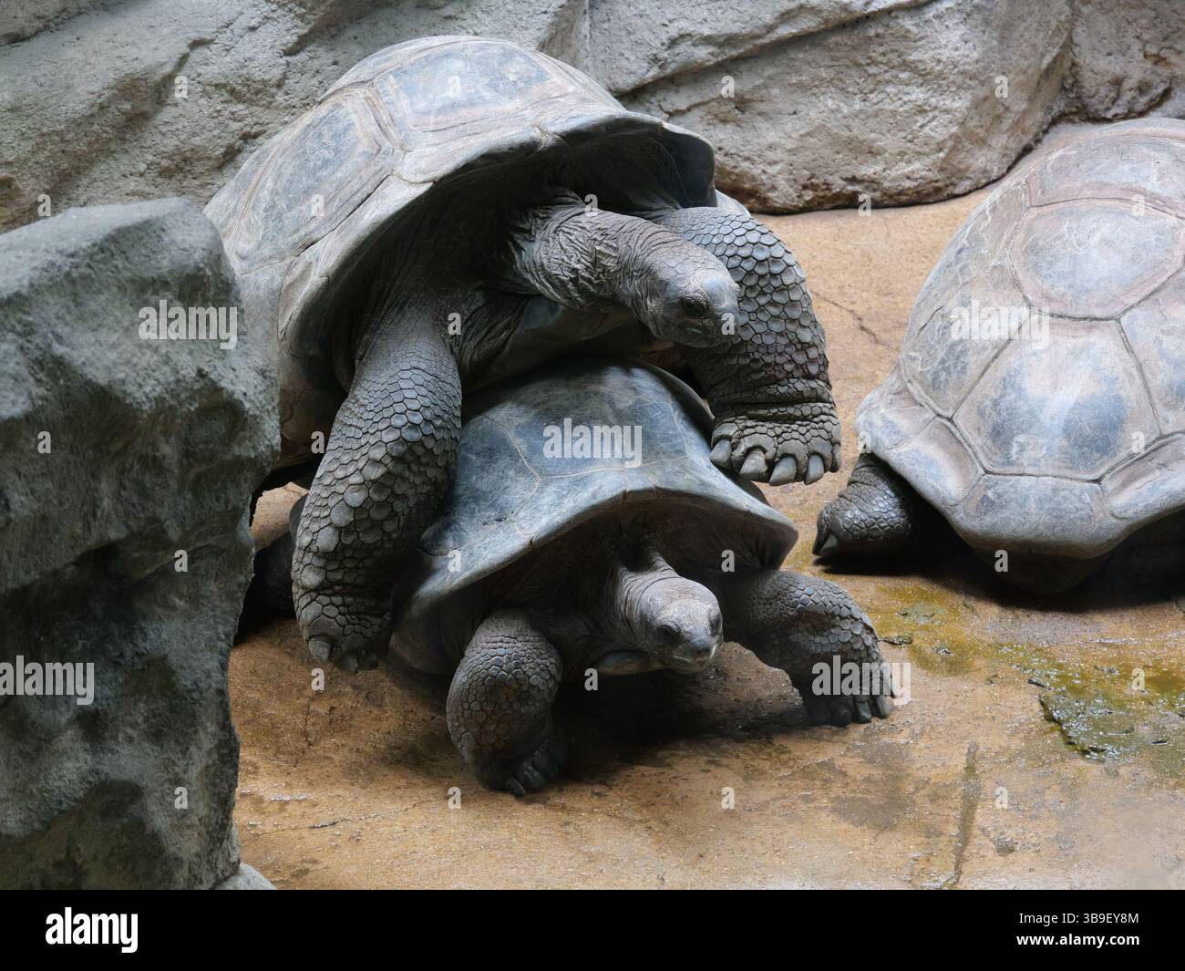 St. Louis, Missouri - May 4, 2025: Saint Louis Zoo - Top Free Zoo in ...
