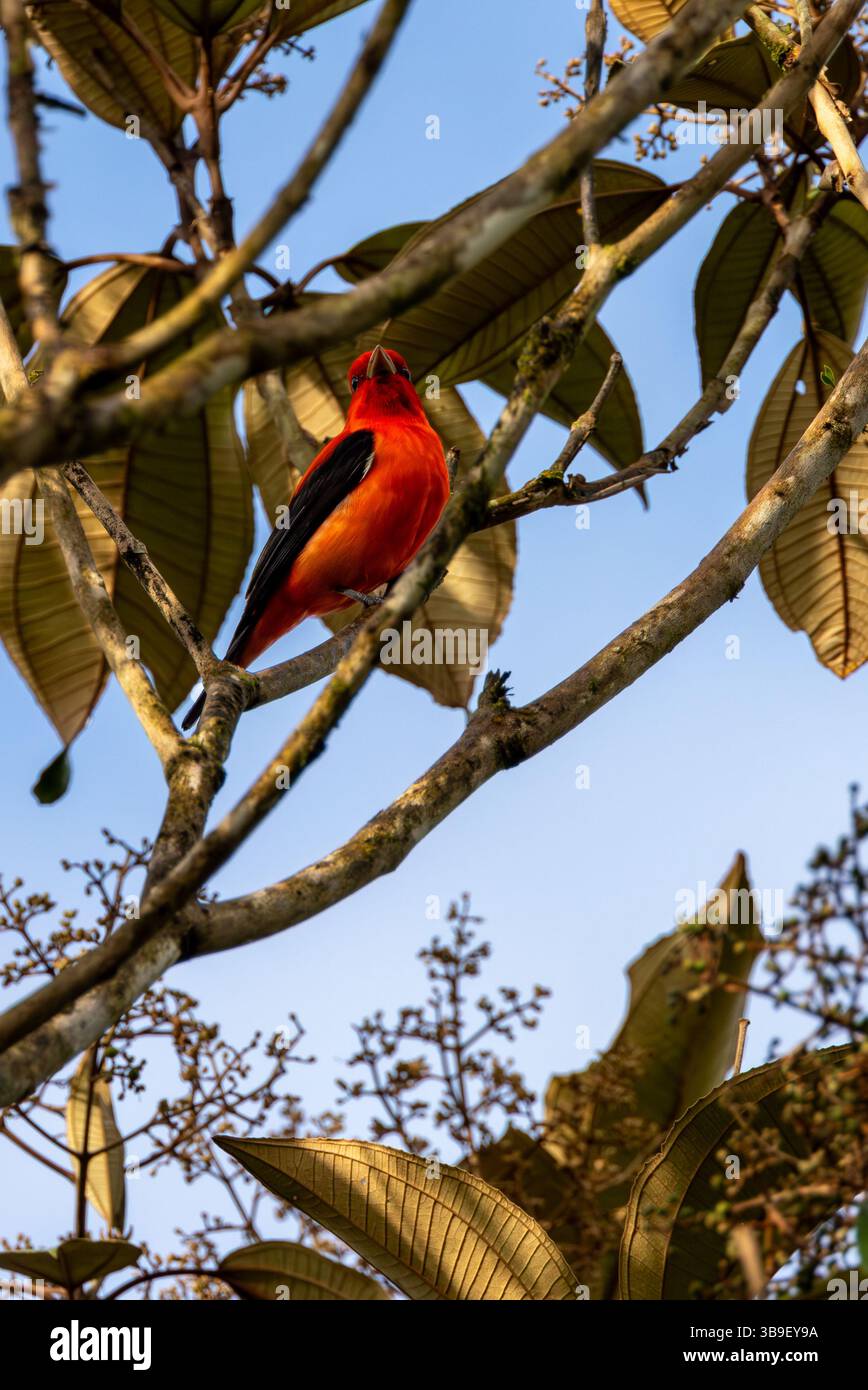 Scarlet tanager red oak hi-res stock photography and images - Alamy