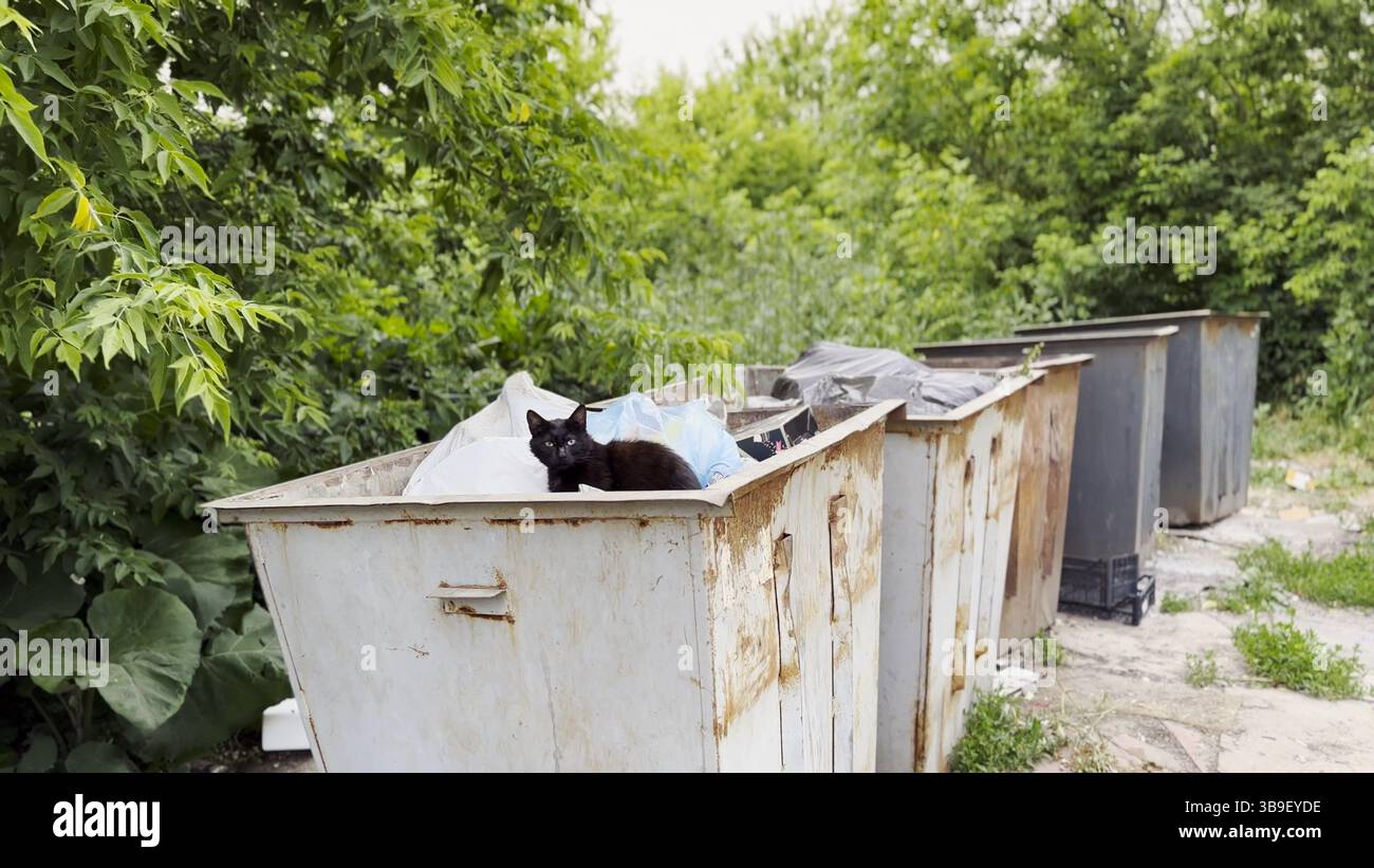 Black homeless cat lying in a dumpster at countryside. Stray kitten ...