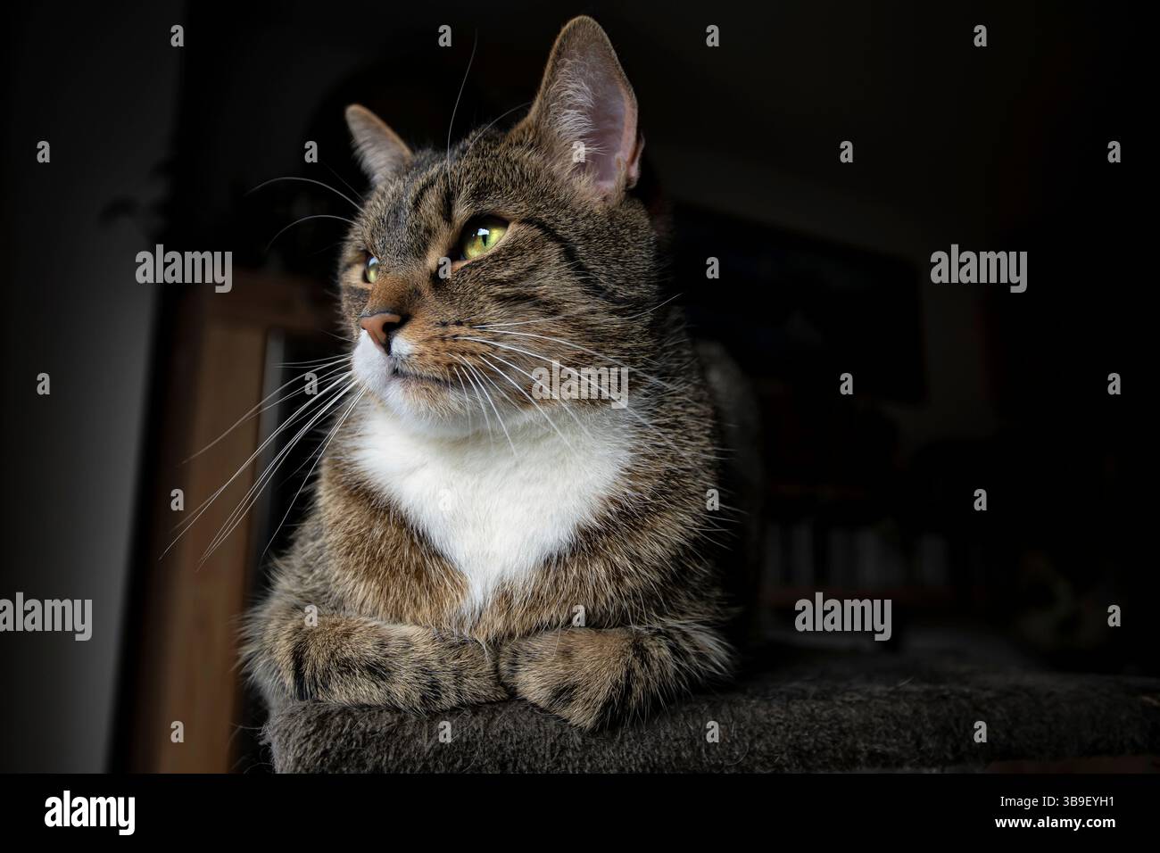 Young tabby tomcat relaxing, European Shorthair cat Stock Photo - Alamy