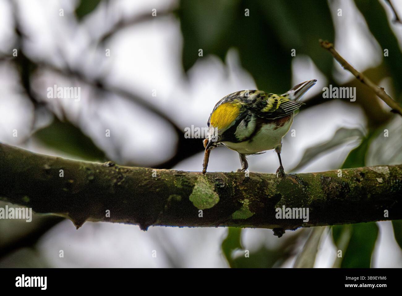 Chestnut sided warbler hi-res stock photography and images - Alamy