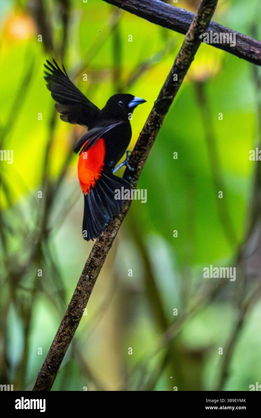 Scarlet red bill hi-res stock photography and images - Alamy