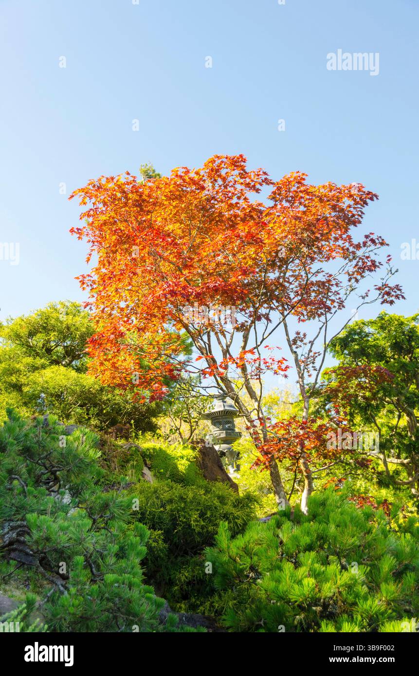 Maple in bloom in Golden Gate Park Stock Photo - Alamy