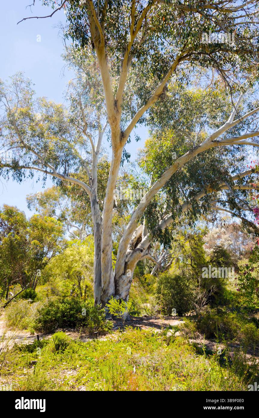Tree in the Botanical Garden in Santa Cruz Stock Photo - Alamy