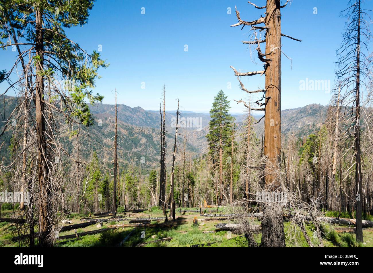 Yosemite National Park - Trees (burned, dead Stock Photo - Alamy