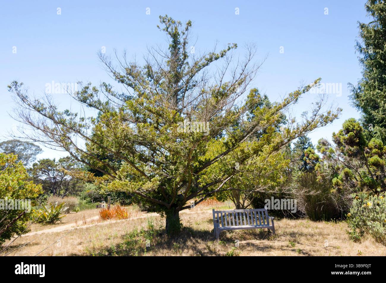 Tree and bench in the Botanical Garden in Santa Cruz Stock Photo - Alamy