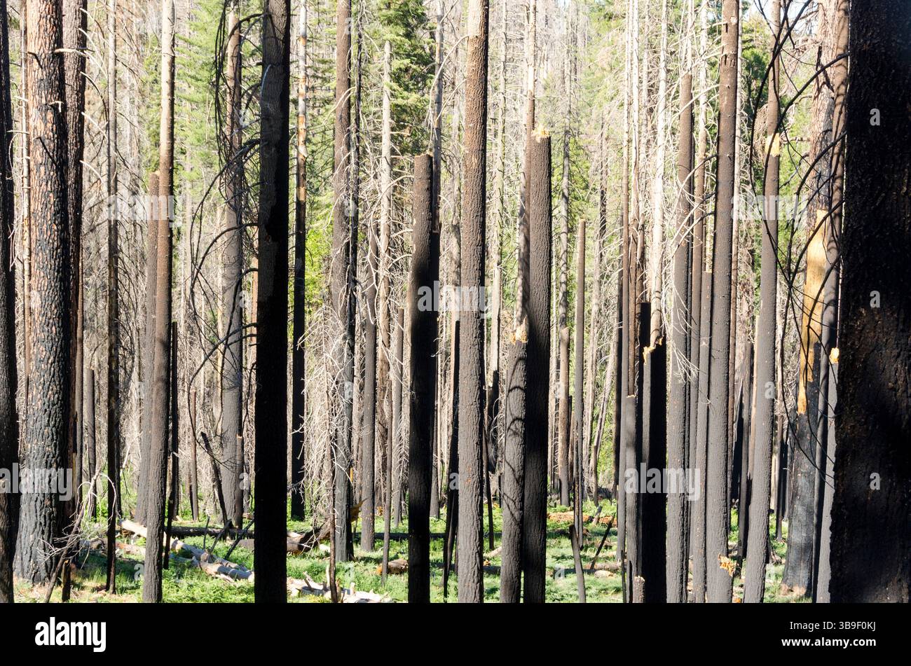 Burned and dead trees in Yosemite National Park Stock Photo - Alamy