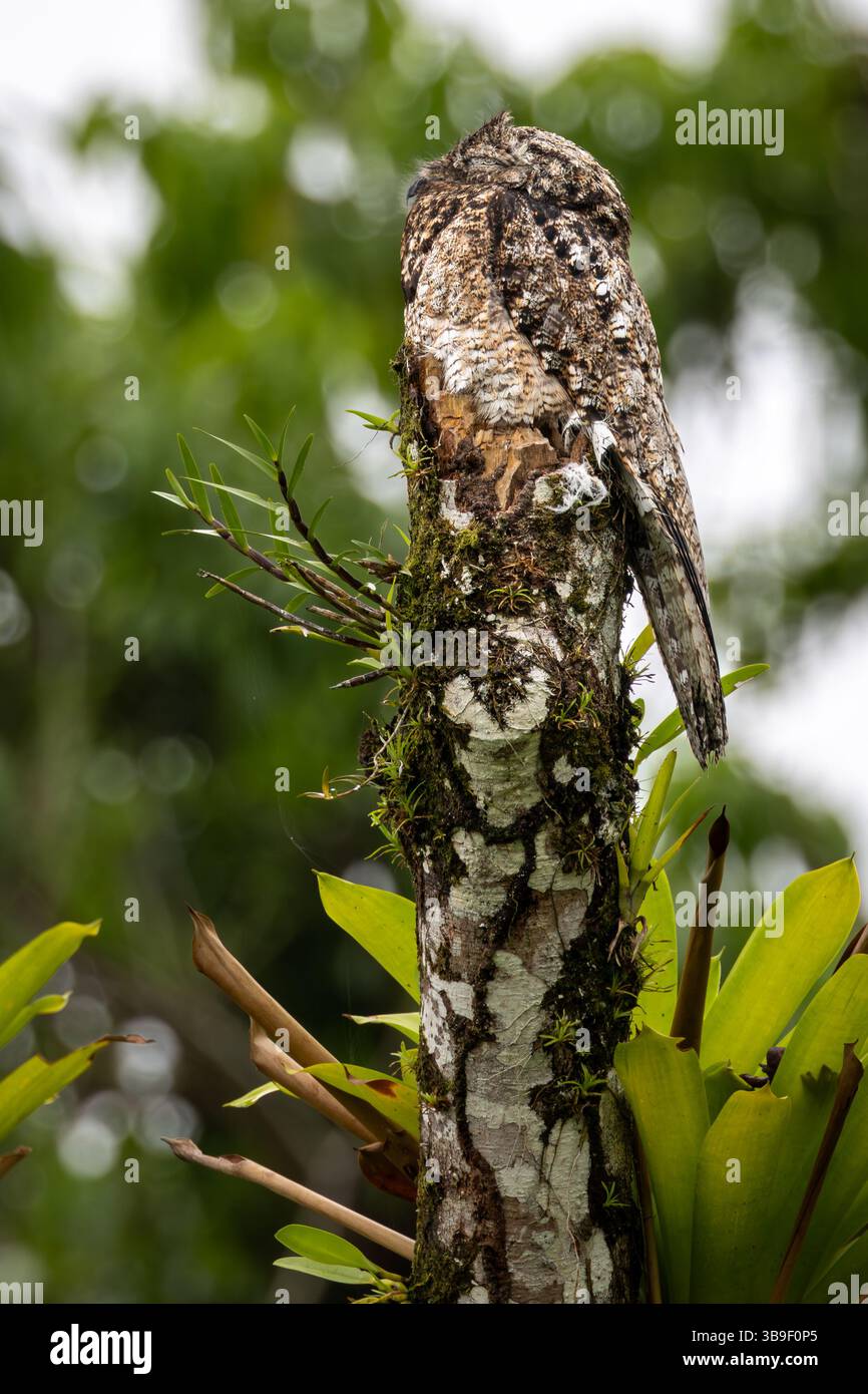 Grand potoo hi-res stock photography and images - Alamy