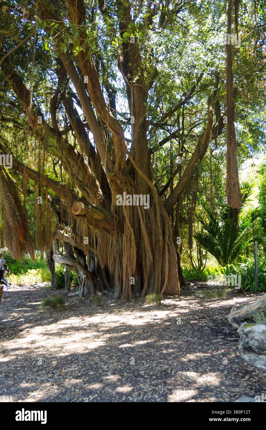 Tree trunk of a Ficus benghalensis - Banyan fig Stock Photo - Alamy