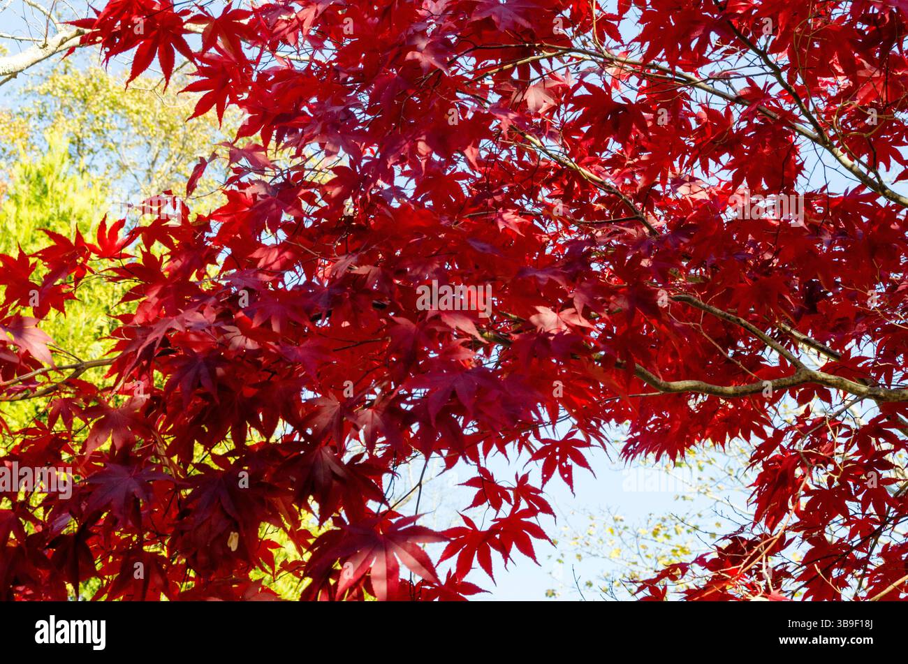 Fascinating autumn colouring of the red maple tree Stock Photo - Alamy