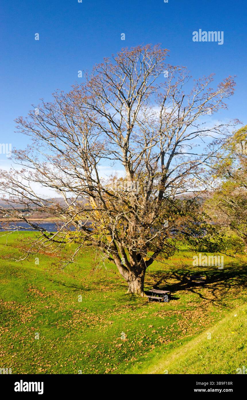 Old tree in Annapolis Royal Stock Photo - Alamy