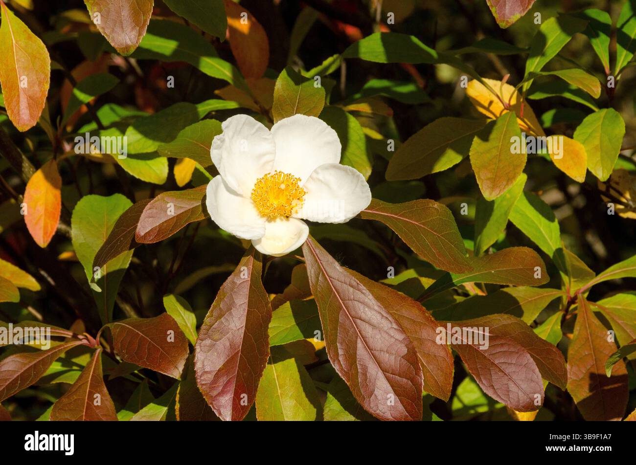 Flowering Frank Line Stock Photo - Alamy