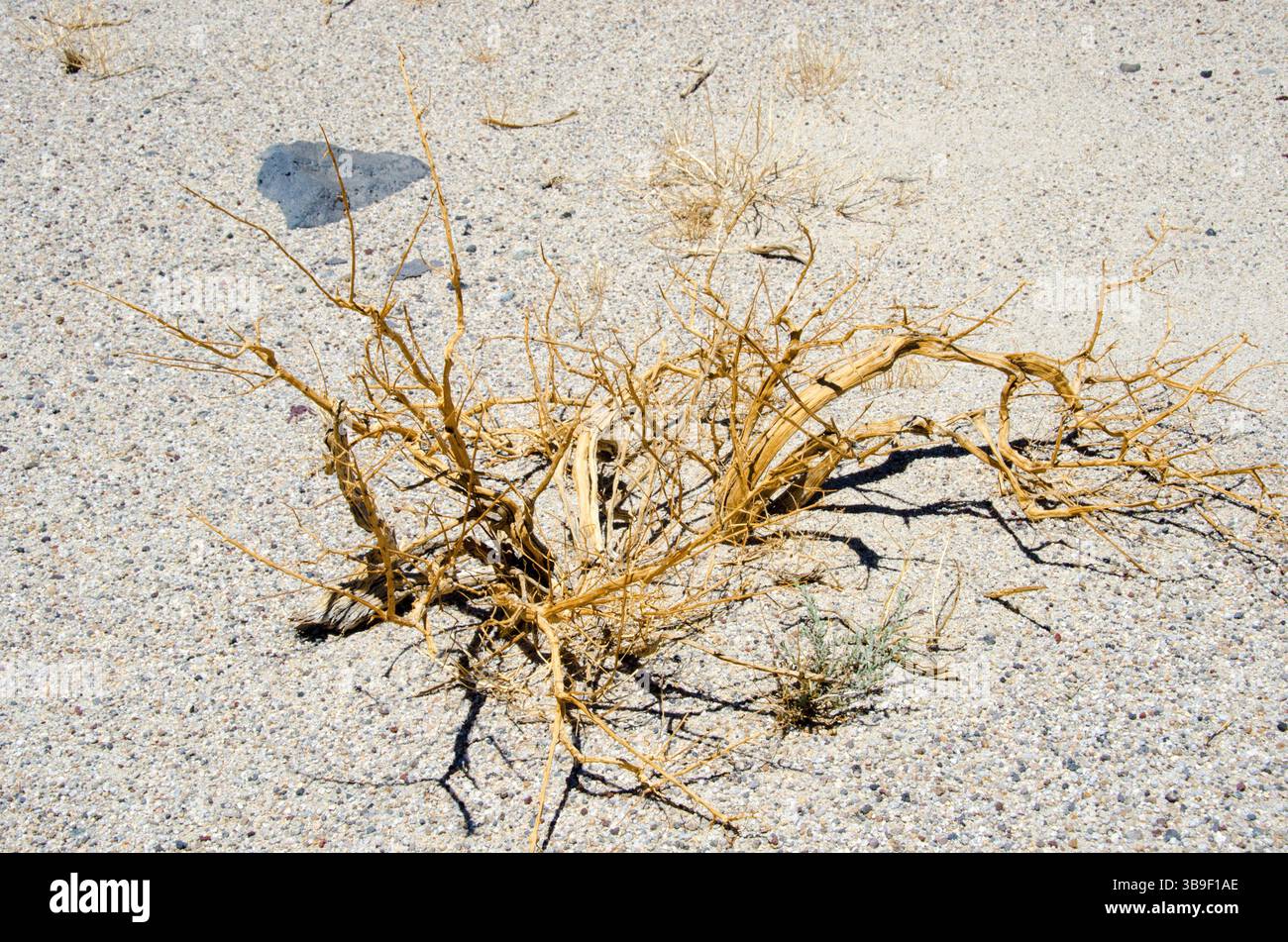 Dried scrub in the Mojave Desert Stock Photo - Alamy