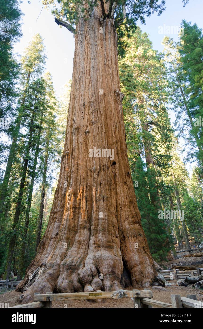 General Sherman Tree in Sequoia and Kings Canyon National Park Stock ...