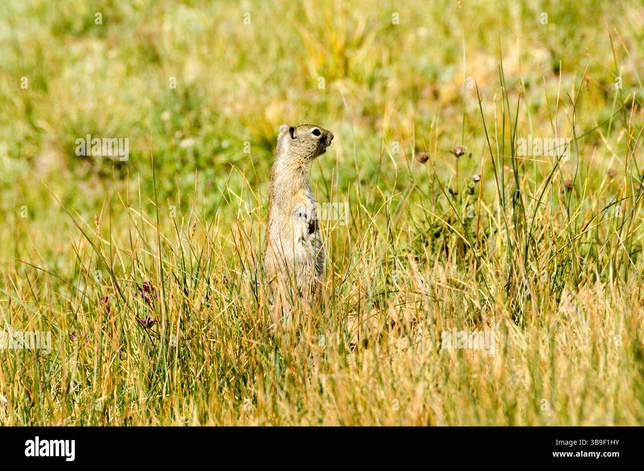 California ground squirrel standing hi-res stock photography and images ...