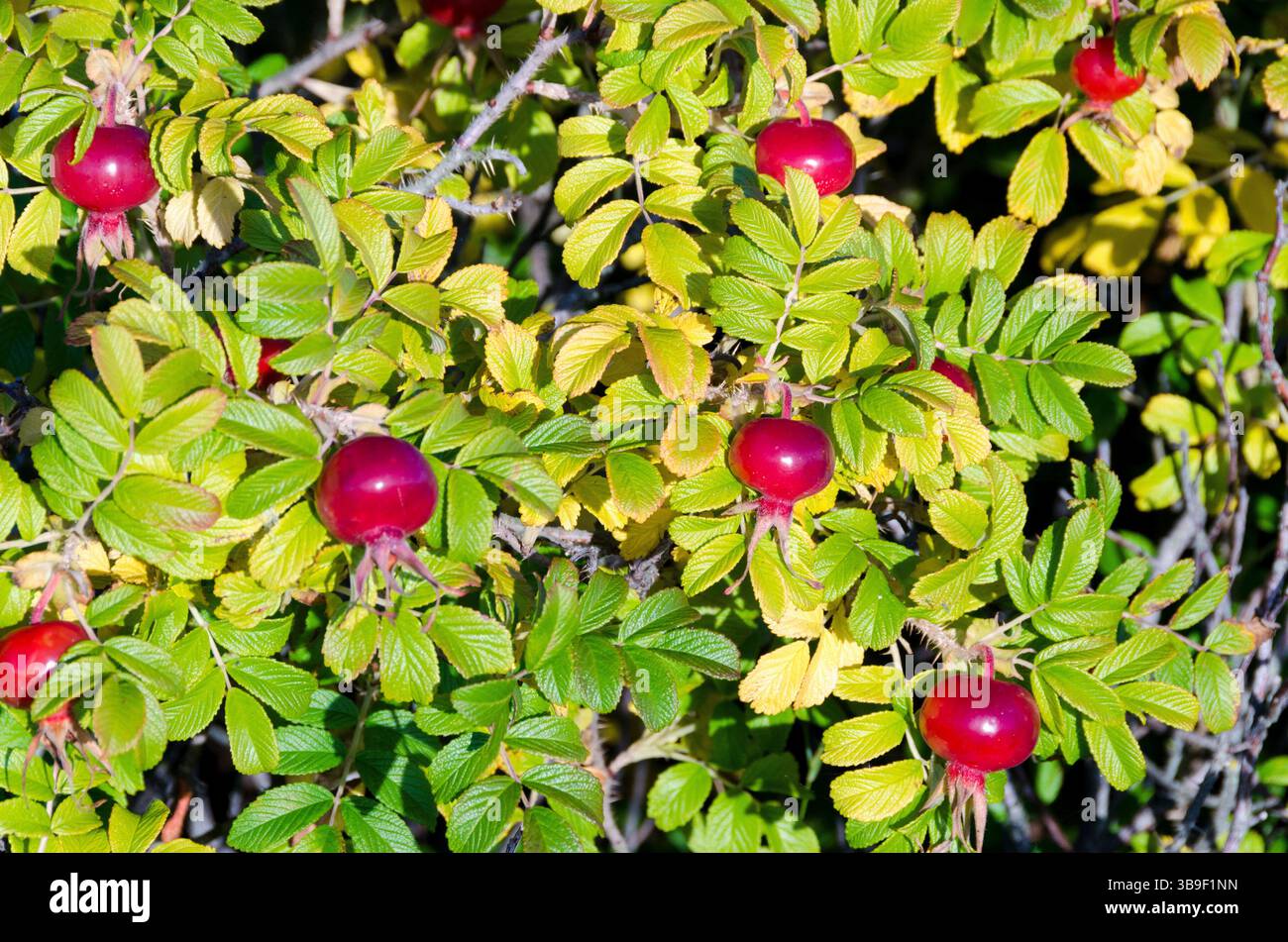 Aggregate accessory fruit hi-res stock photography and images - Alamy