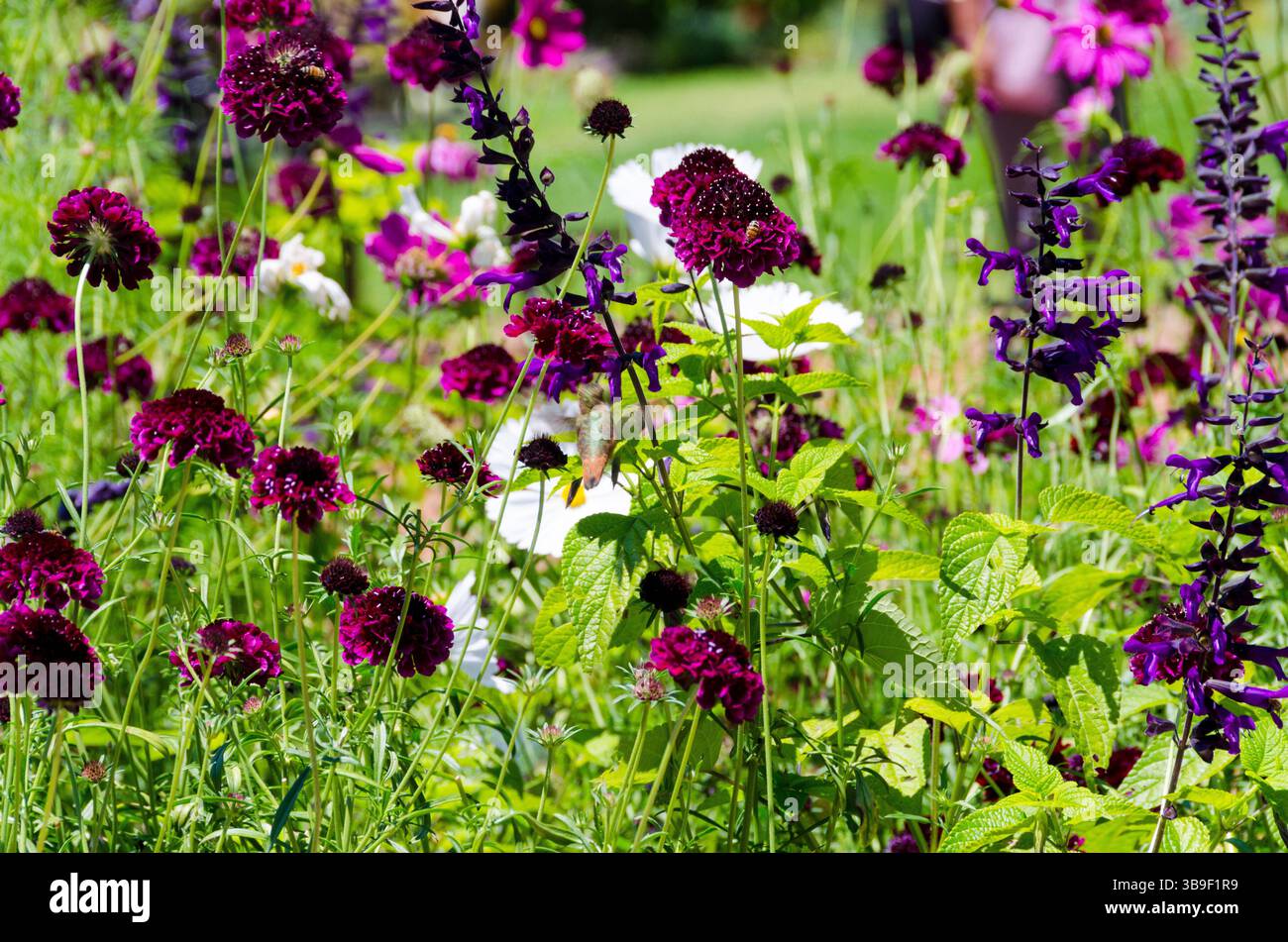 Devils bit and sage hi-res stock photography and images - Alamy