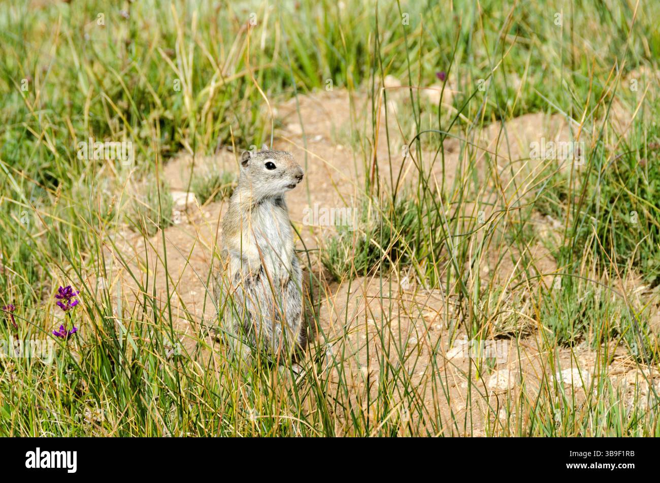 California ground squirrel standing hi-res stock photography and images ...