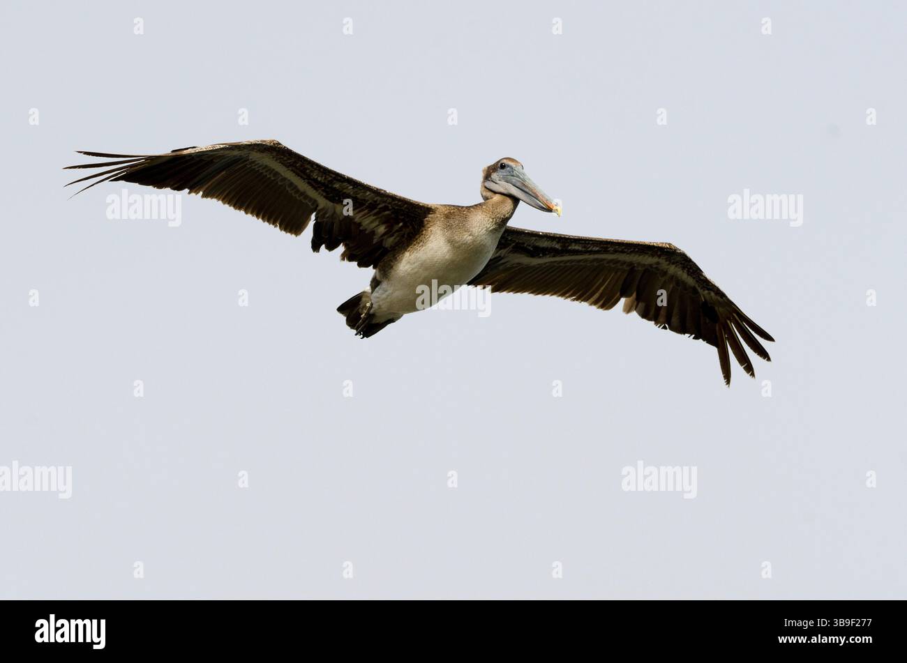 Pelican in flight Stock Photo - Alamy