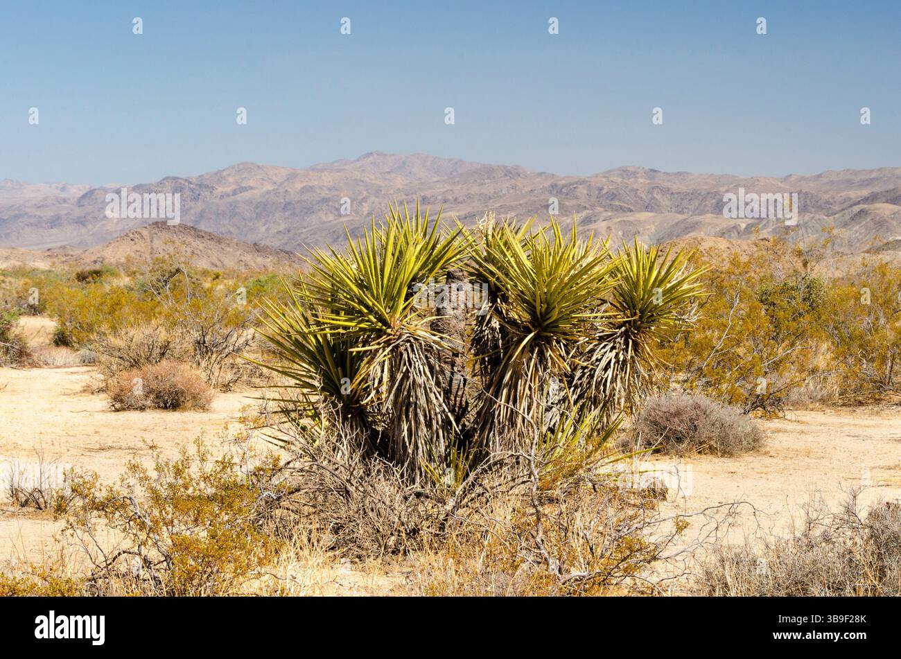 Palm trees in Joshua Tree National Park Stock Photo - Alamy