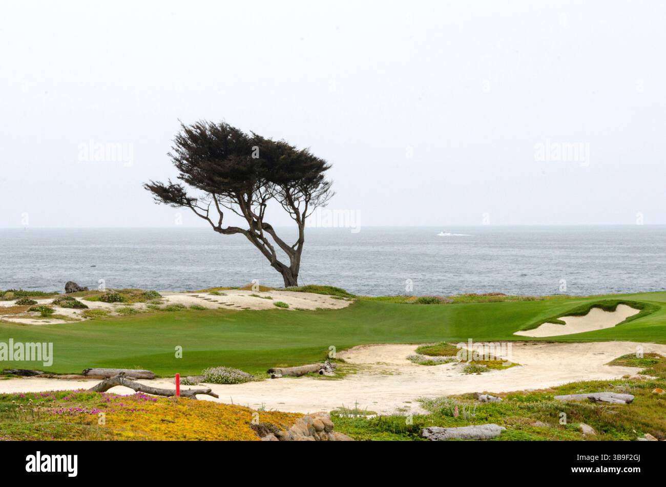 California pine tree coast hi-res stock photography and images - Alamy