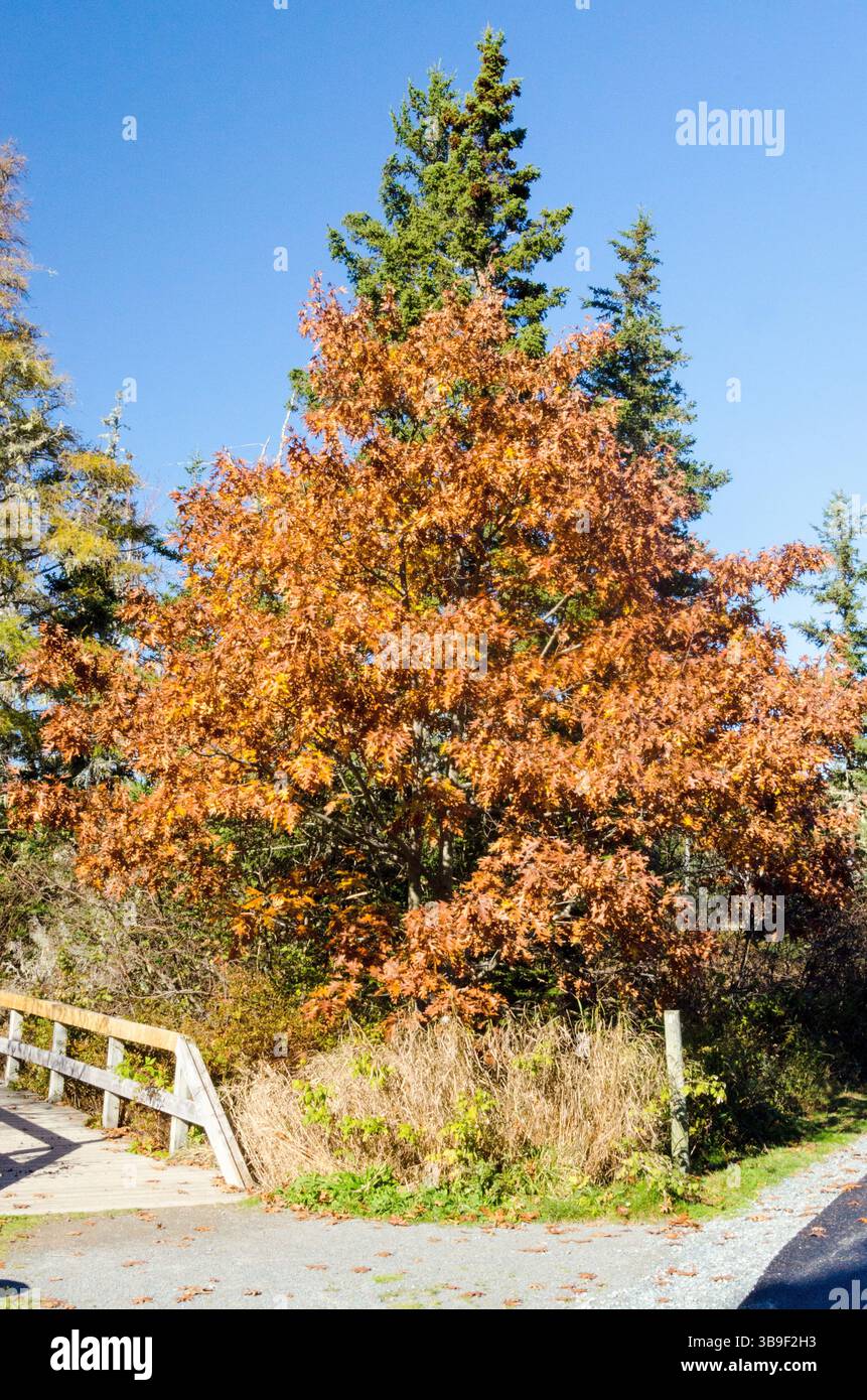 Tree in Indian Summer status Stock Photo - Alamy
