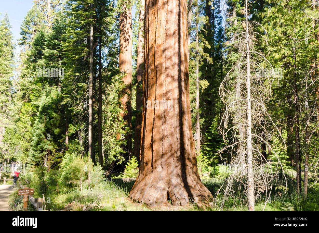 Trunk of a Sequoia redwood tree Stock Photo - Alamy
