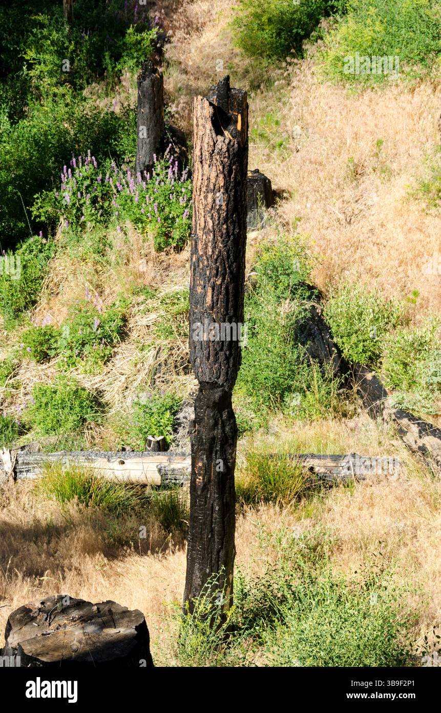 Burnt trunk hi-res stock photography and images - Alamy