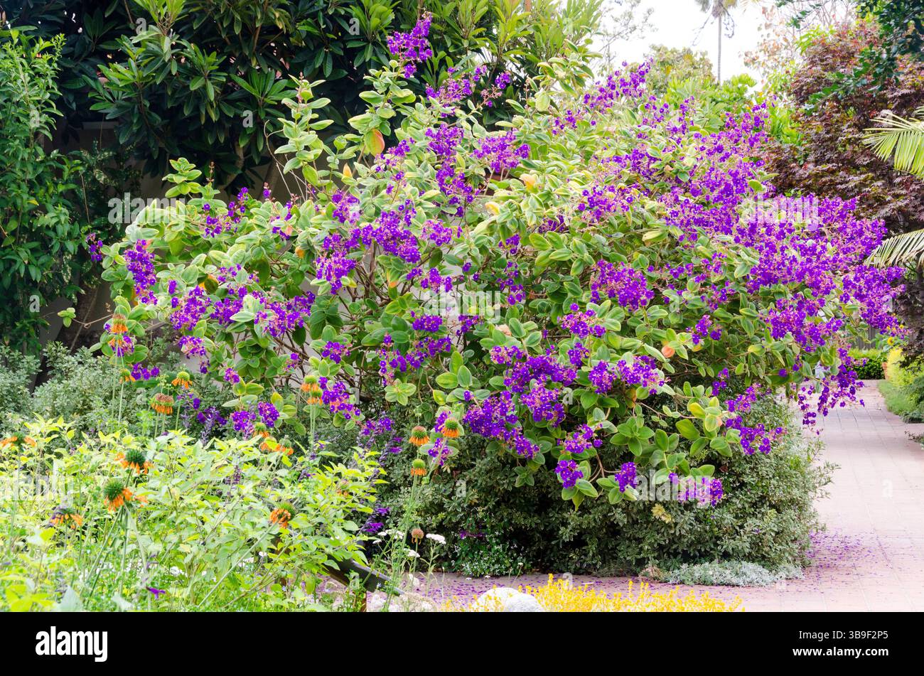 Flowering shrub in the botanical garden Stock Photo - Alamy