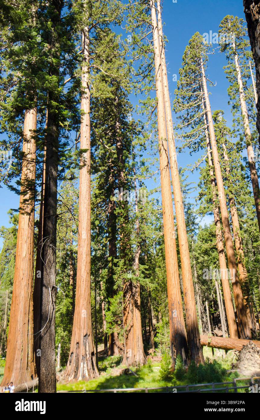 Redwoods summer hi-res stock photography and images - Alamy